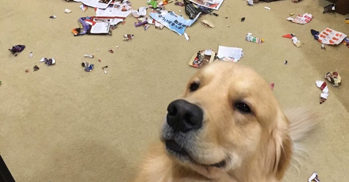 14 photos d'animaux où on ne peut se retenir de rire face à leur bêtise