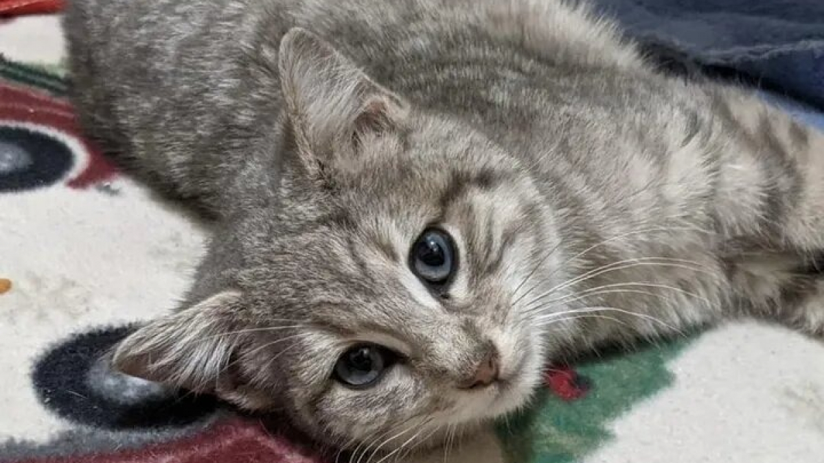 Promis à un destin tragique, un chaton renaît de ses cendres grâce à ...