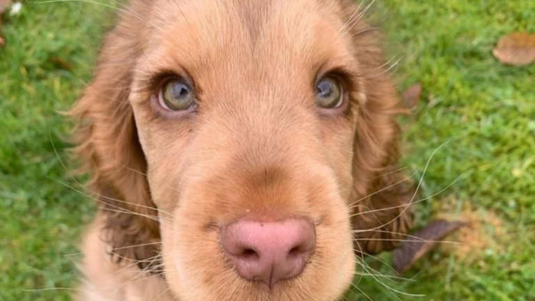 15 photos de Winnie, le Cocker avec les yeux aussi beaux qu'un ...