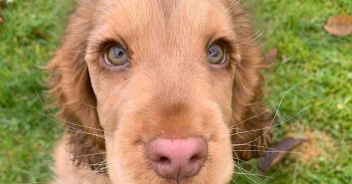 Personnages De Chienne Disney