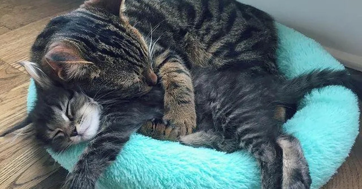 Ce chat adopté au refuge joue les papas poules avec tous les chatons ...