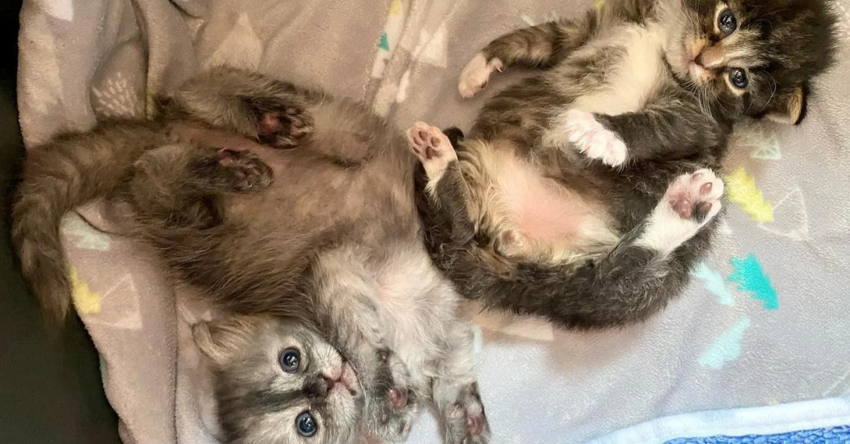 Après avoir perdu leurs familles respectives, ces deux chatons ...
