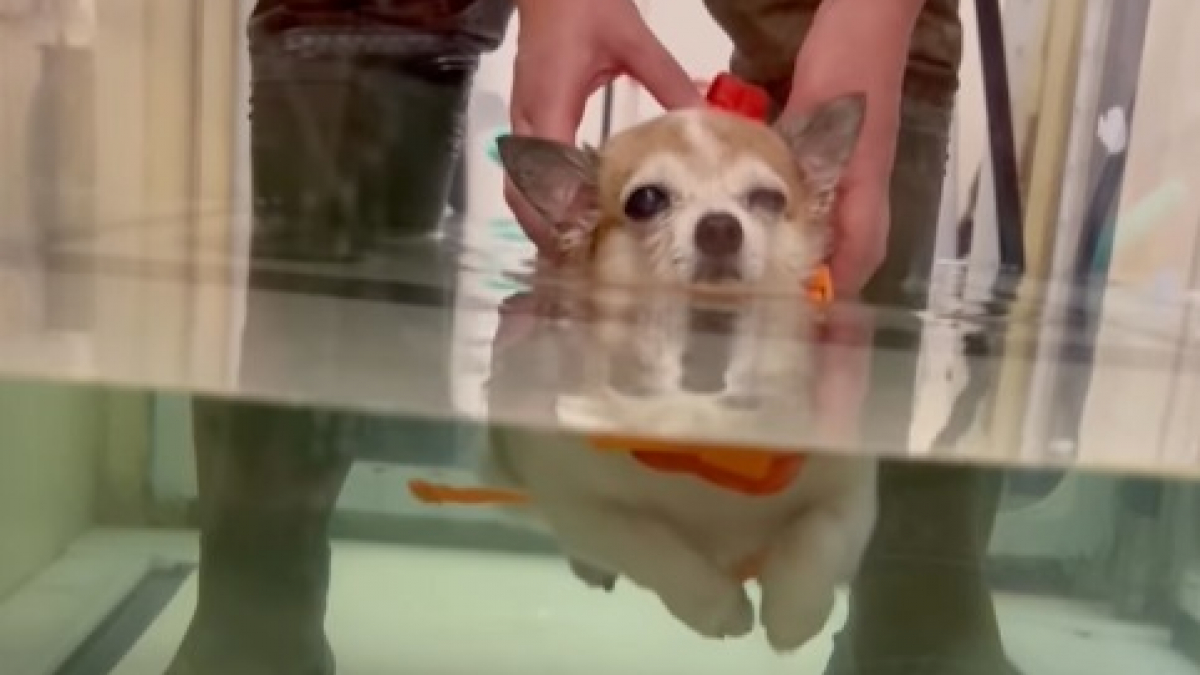 Vidéo : Lassé par ses séances de thérapie, ce chien fainéant ne fait ...