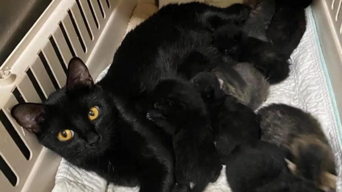 Après l’adoption de ses 8 chatons, cette chatte s’est retrouvée seule ...