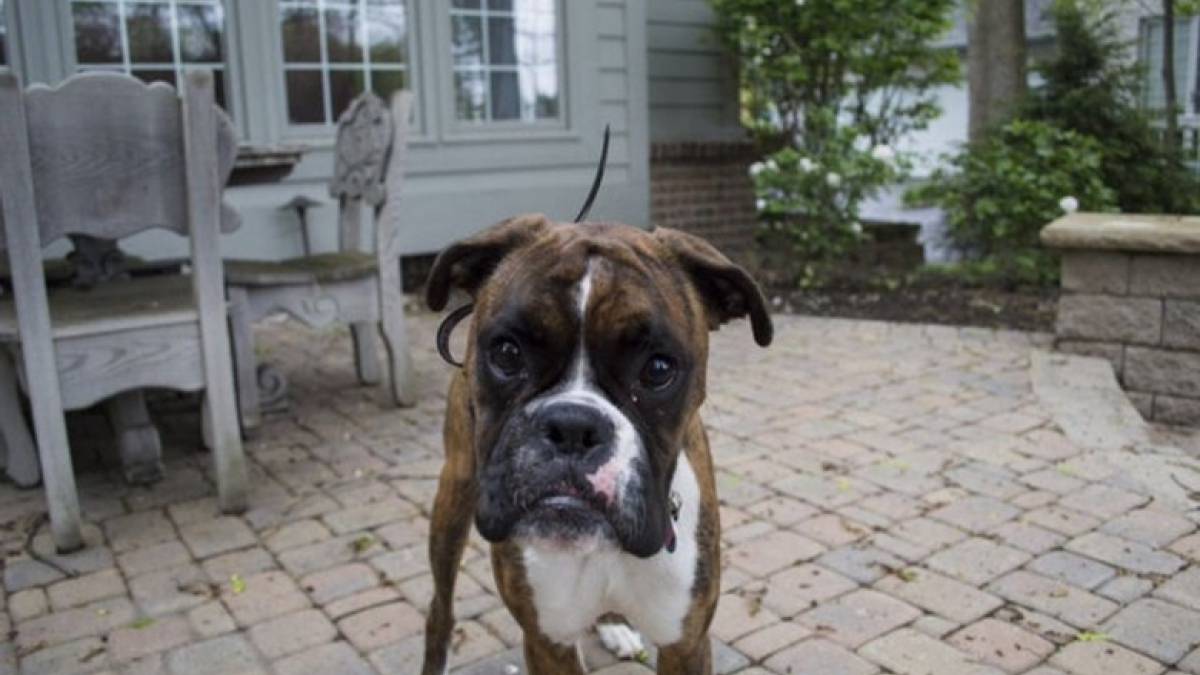 20 photos de Boxers qui vont vous faire craquer