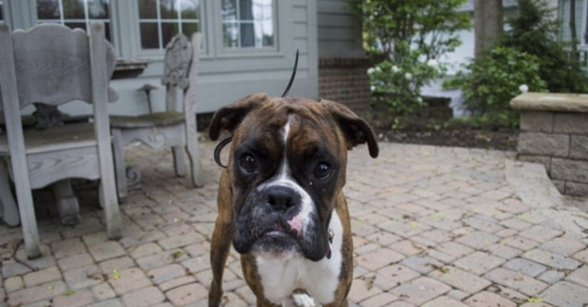 20 photos de Boxers qui vont vous faire craquer