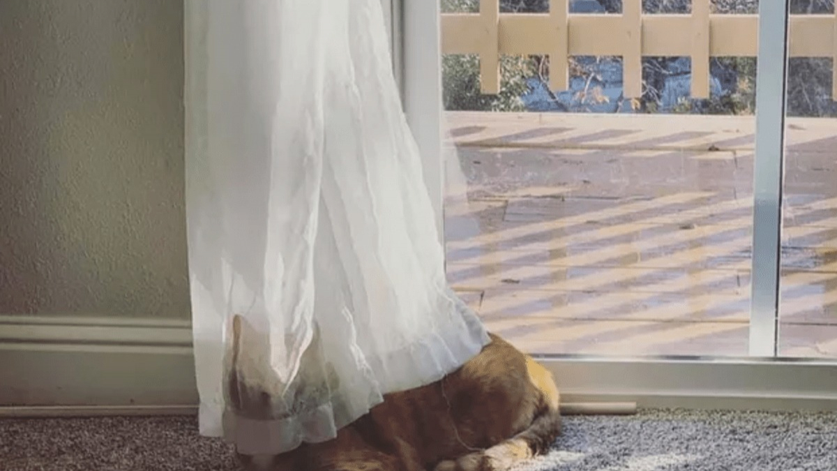 17 photos de chats imbattables au jeu de cache-cache et vous invitant à ...