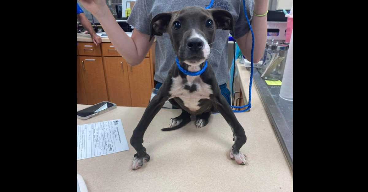 Un chiot très maigre aux pattes déformées se fait secourir et prendre ...