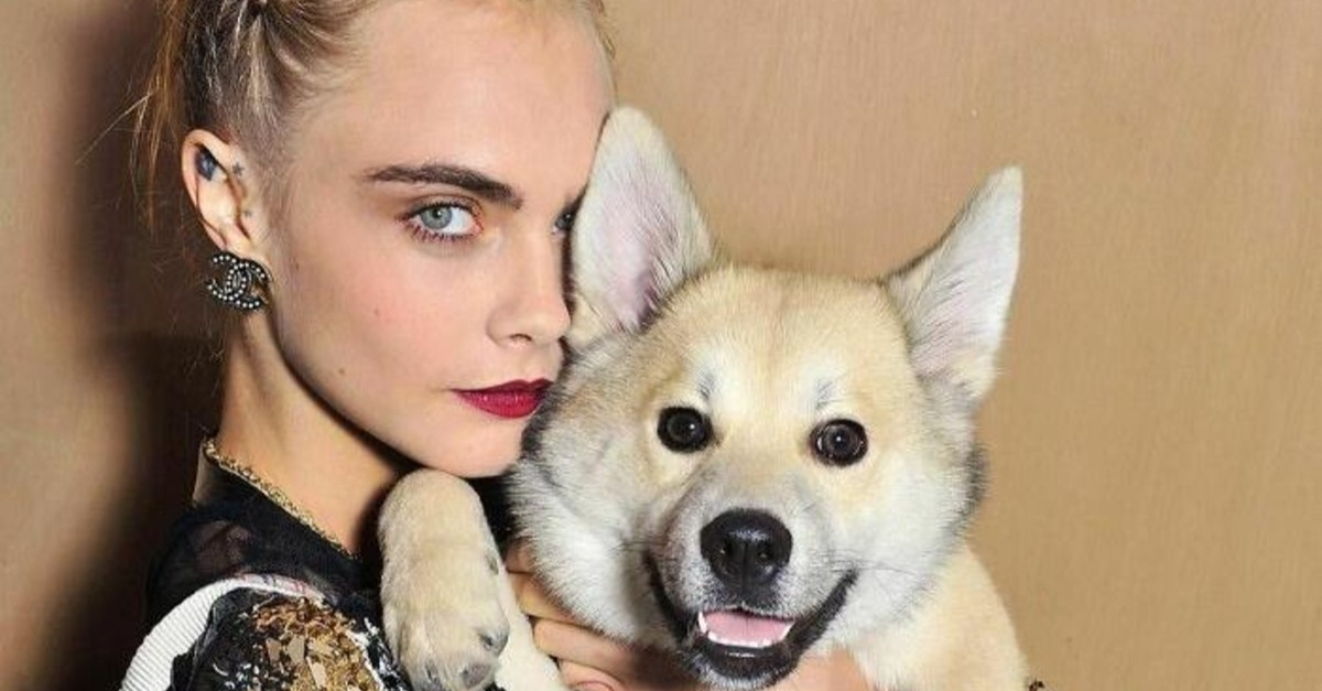 19 photos de vedettes qui affichent leur amour pour leurs chiens au ...