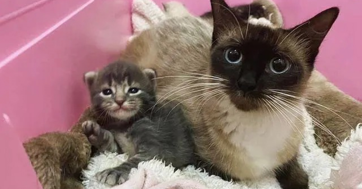 Une chatte ne laisse personne s’approcher d’elle et de ses chatons, avant de réaliser qu’ils ...