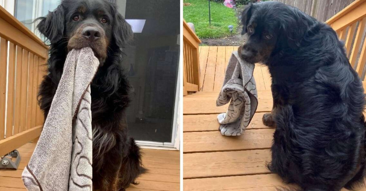 Un gros chien très craintif a trouvé l’objet qui l’aidera à surmonter ...