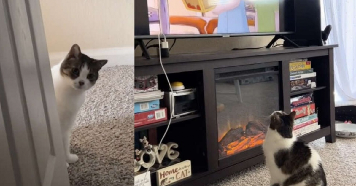 Vidéo : ce chat fan de dessins animés réclame chaque matin qu’on lui ...