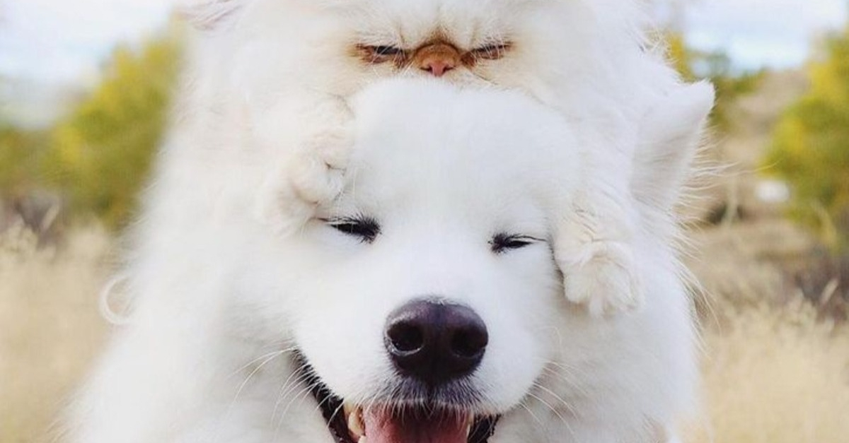 13 photos d'un duo d'amis hors du commun, formé par un chien enjoué et ...