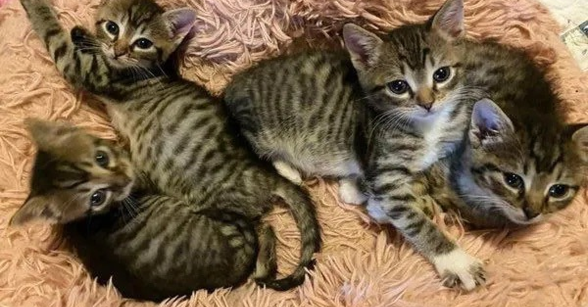 Une soigneuse vétérinaire vole au secours de 4 chatons fébriles et leur ...