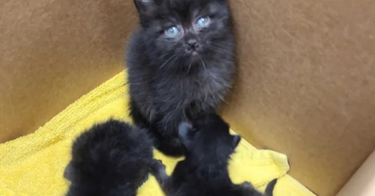 Un jeune chaton de 6 semaines prend sous son aile 3 petits félins qui ...