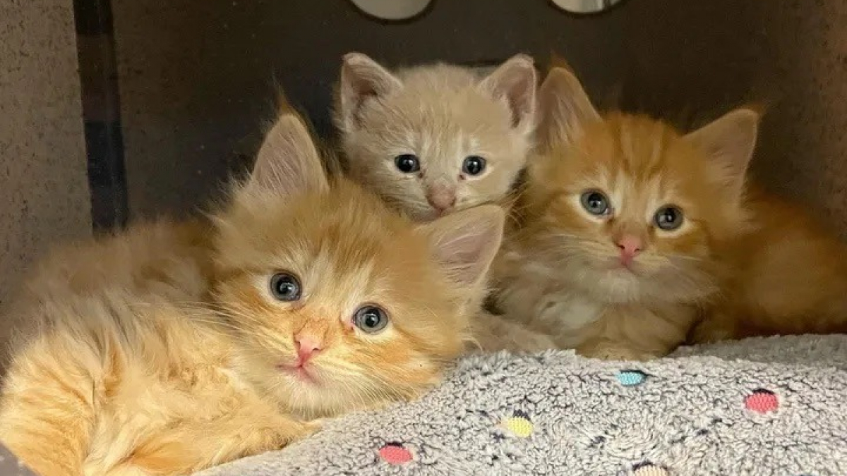 Ces 3 chatons sont issus d'une même portée, mais ont des personnalités ...