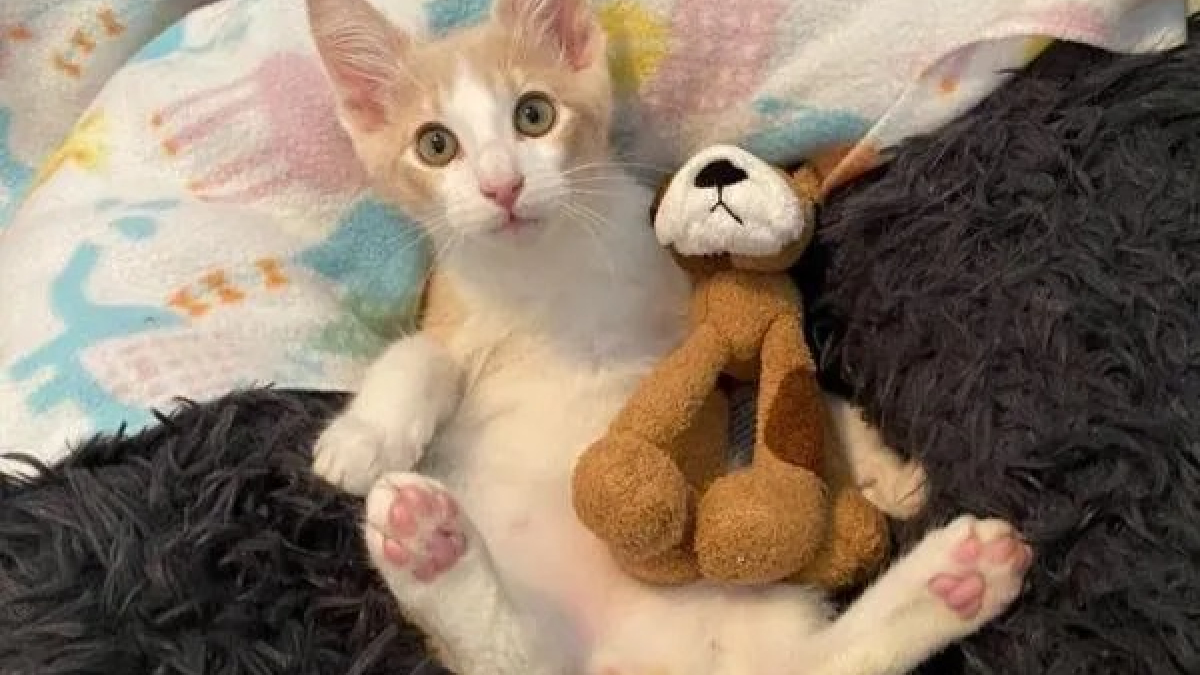 Un petit chaton bancal se blottit dans les bras d’une bénévole du ...