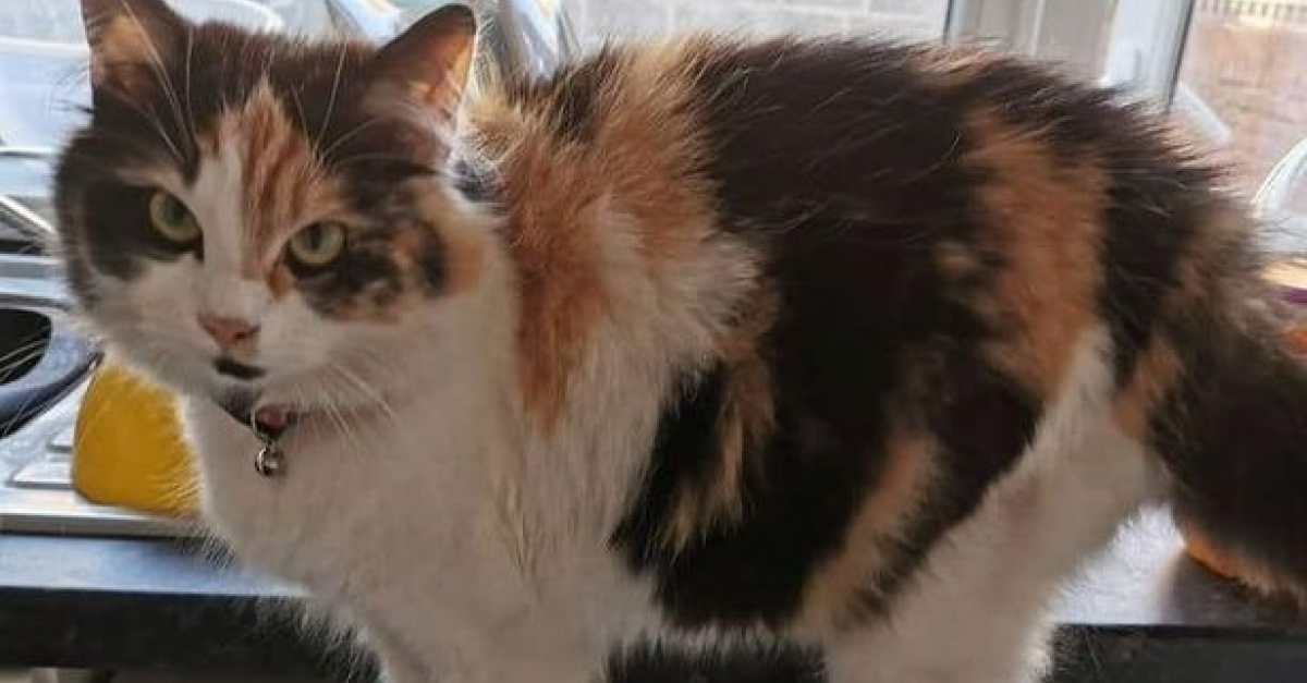 Une chatte maline et gourmande prétend vivre dans la rue pour obtenir ...