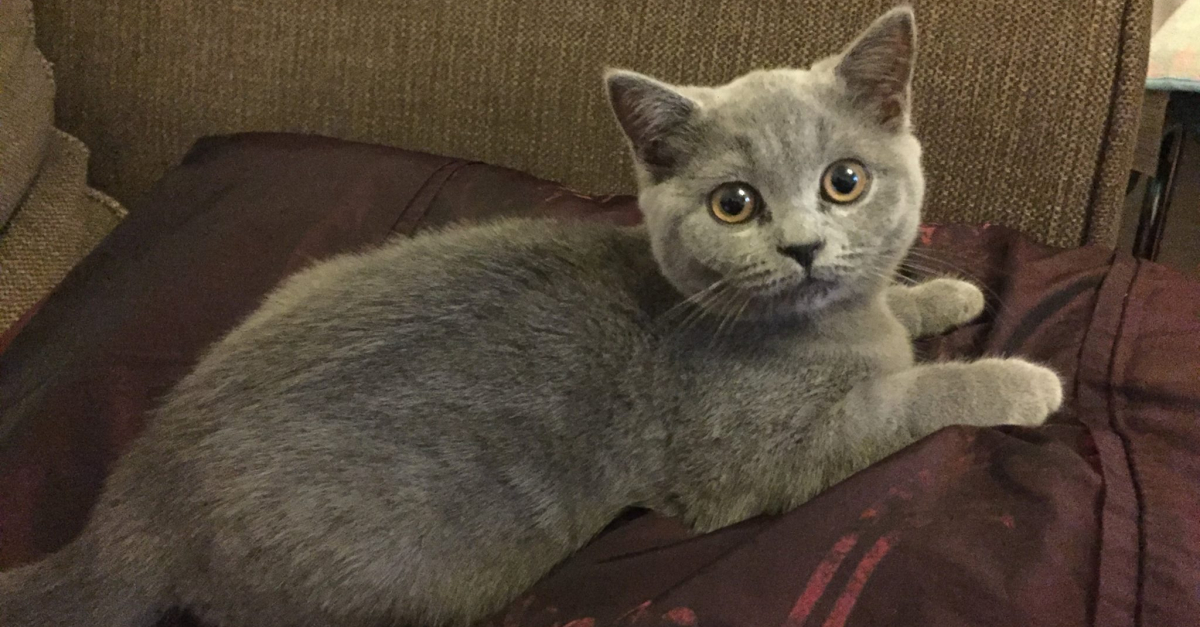 Une femme porte plainte contre la propriétaire d’un chat qui n’a pas réussi à mettre sa chatte ...