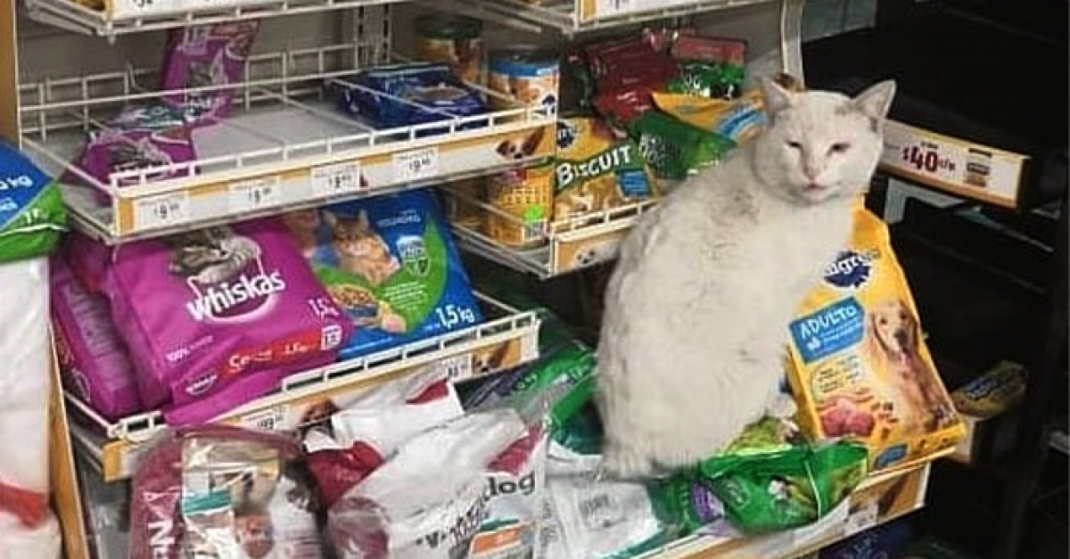 Elle fait la rencontre d'un chat dans un supermarché, qui l’emmène ...