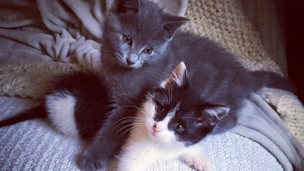 Ces petits chatons fragiles s’aiment si fort qu’il est impossible de ...