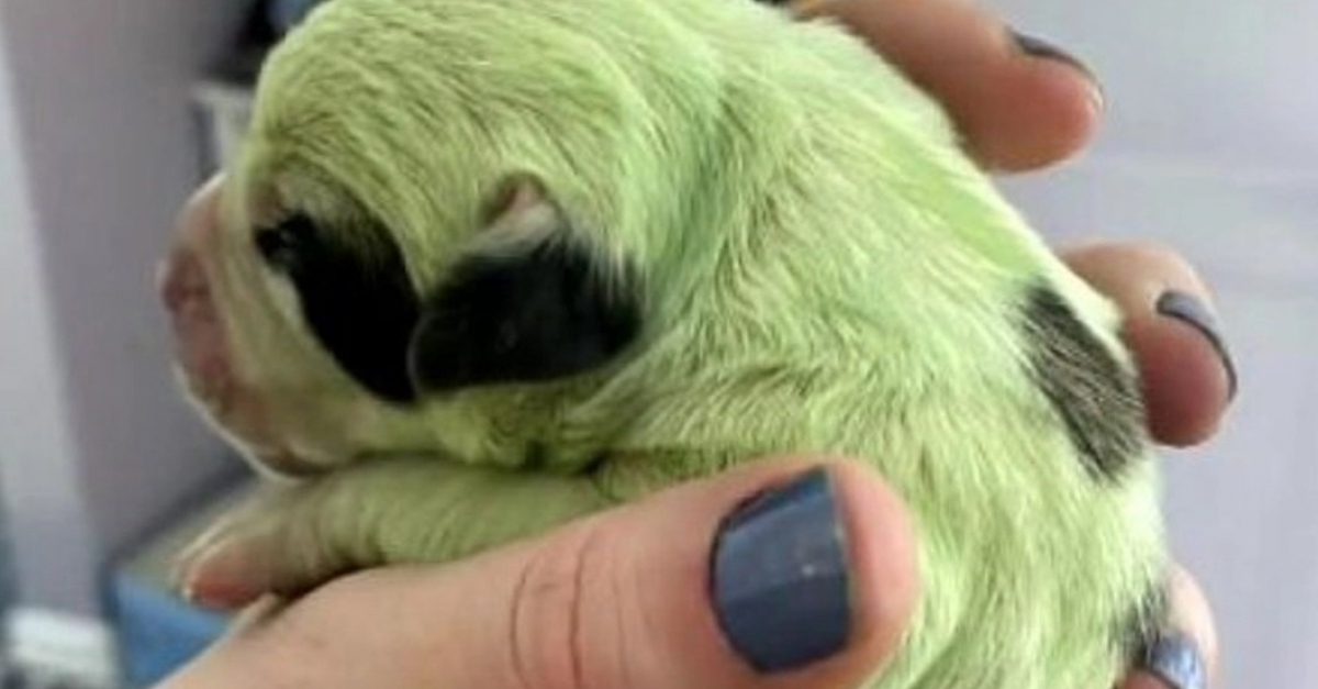 Alors que cette chienne attendait 7 petits, un 8e chiot naît après tous ...