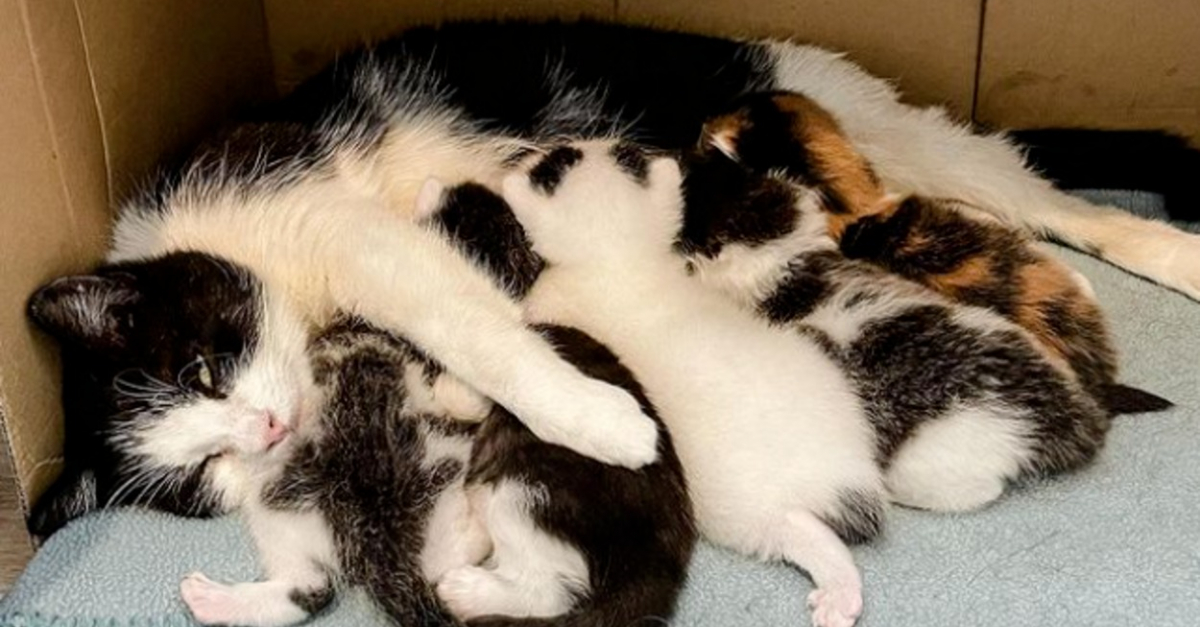 Une chatte errante est très reconnaissante après avoir été accueillie dans une maison pour ...