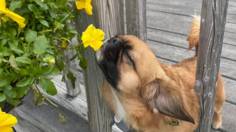 Ce petit chien aime tant l’odeur des fleurs qu’il s’arrête pour ...