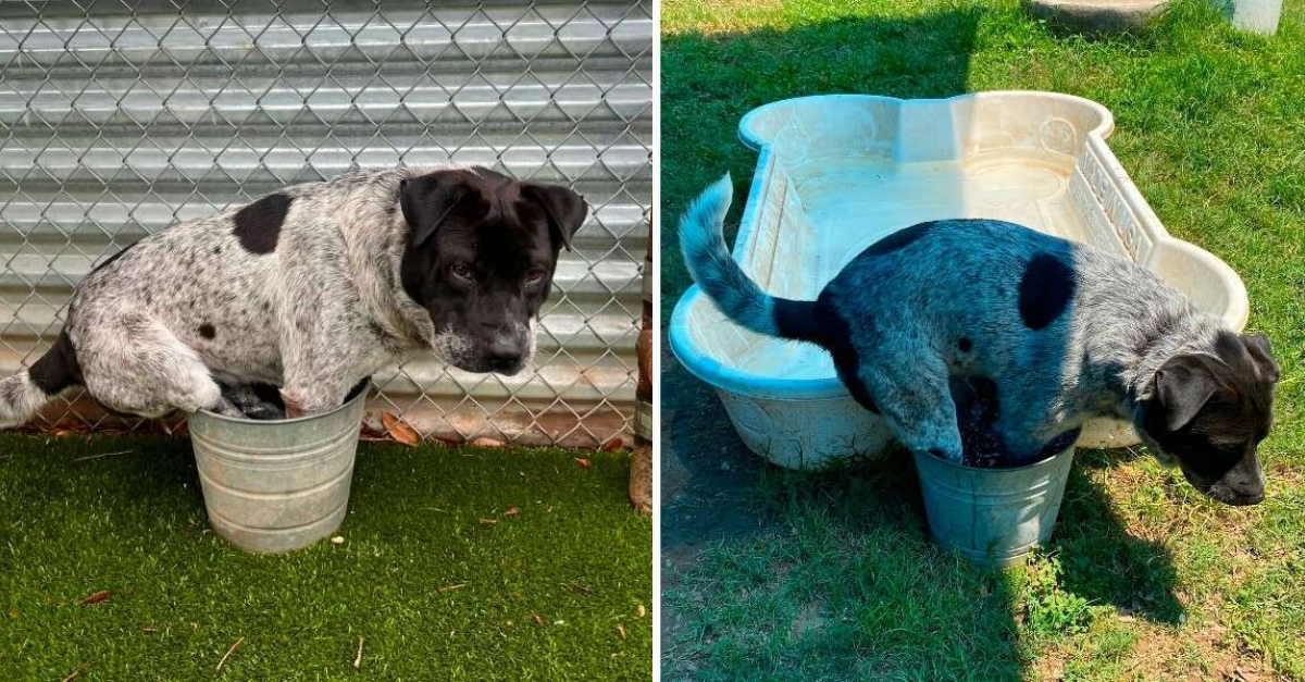 Un refuge offre une piscine à l’un de ses chiens, mais ce dernier préfère se rafraîchir dans un ...