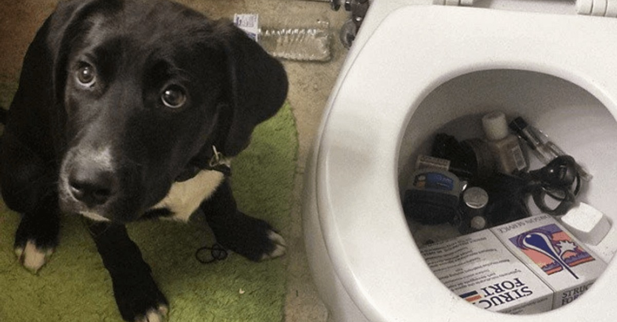 18 photos de chiens et de chats dont l'attitude loufoque a valu un fou ...