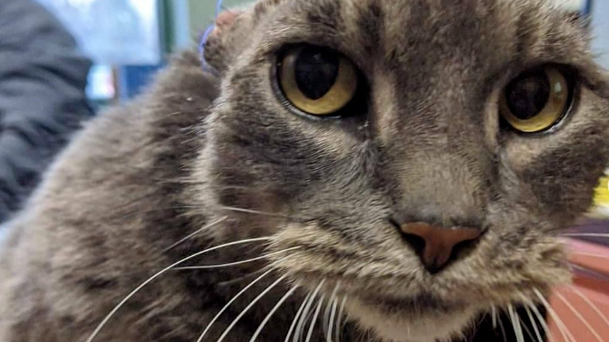 À la suite d’une opération chirurgicale, cette chatte ne ressemble pas aux autres, mais elle ...