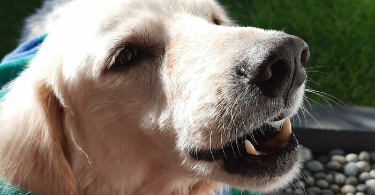 12 photos racontant la touchante et incroyable transformation de Bobby ...