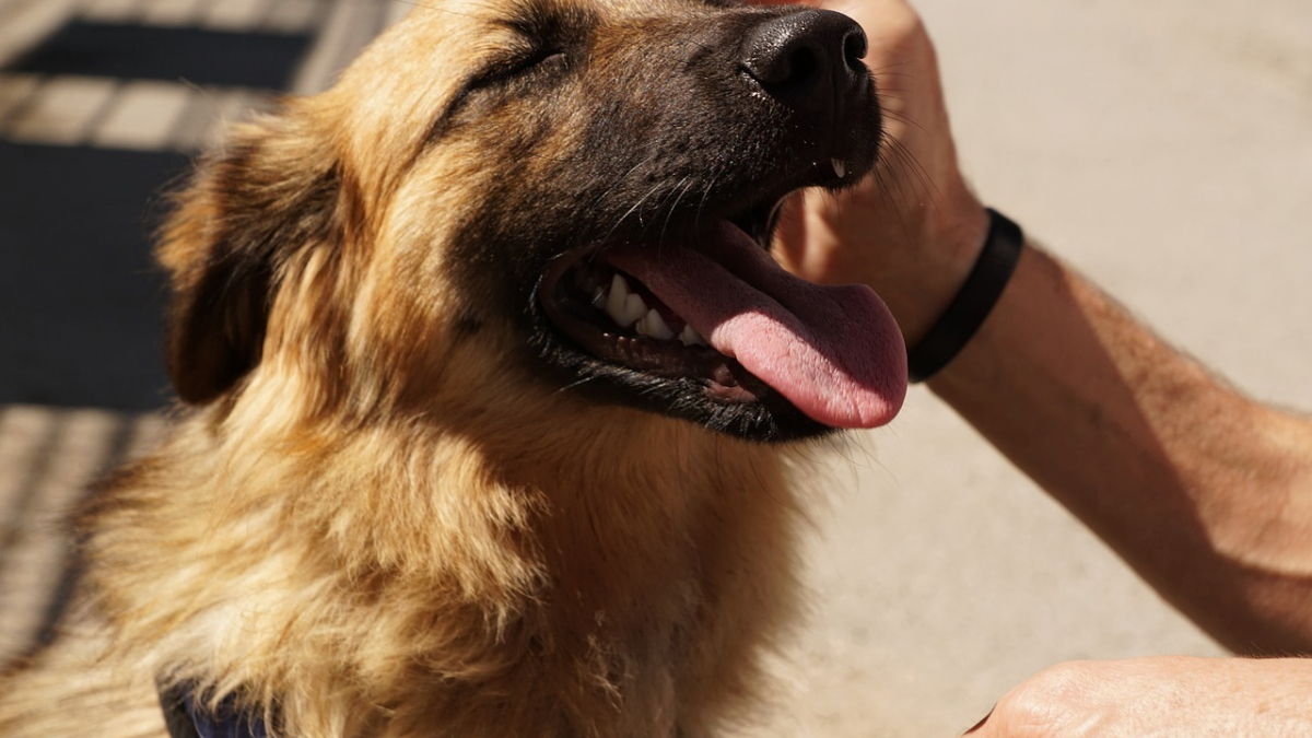 Comment éduquer son chien : techniques et formation Comment éduquer son chien : techniques et formation
