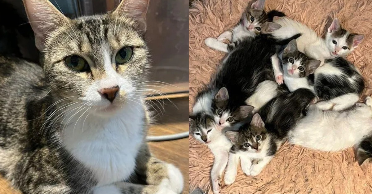 Une portée de chatons affamés et leur mère réunies grâce à la ...