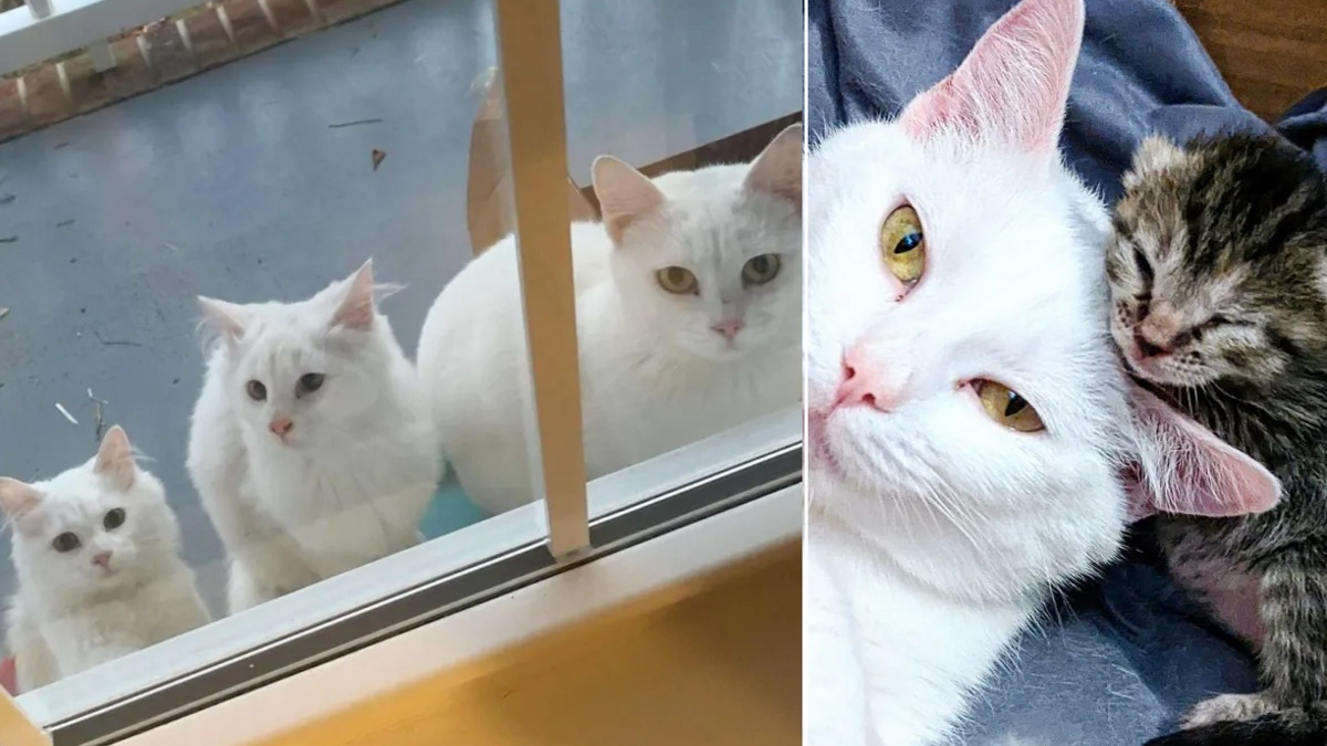 Accompagnée de ses chatons et attendant une autre portée, une chatte s ...