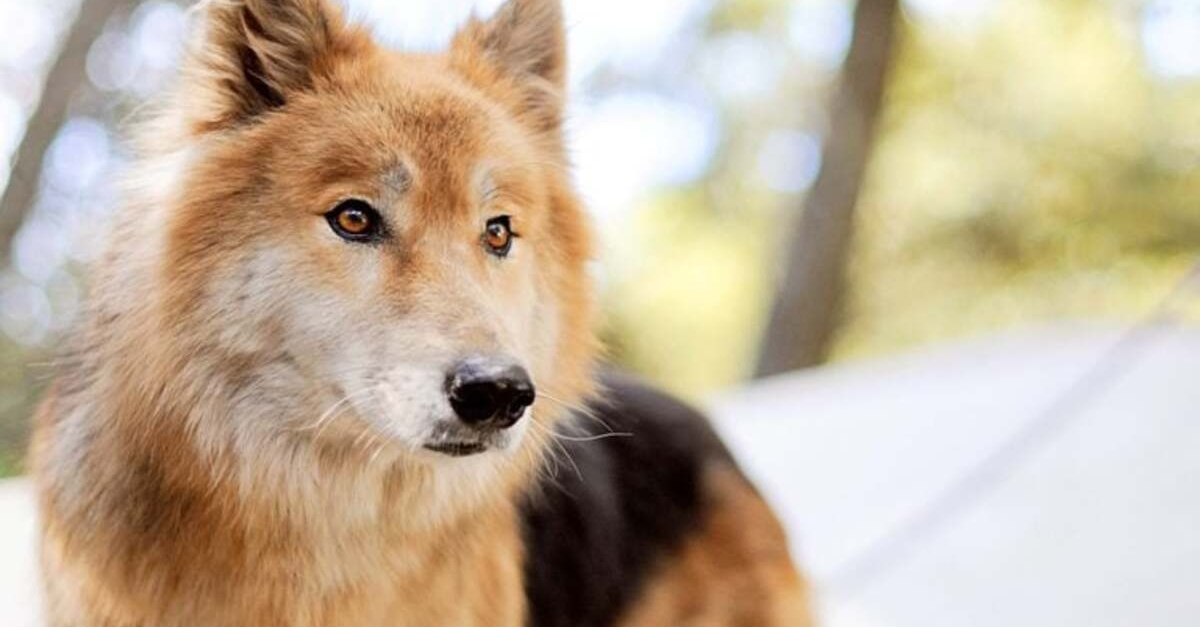 16 races de chiens dont la ressemblance avec le loup est saisissante