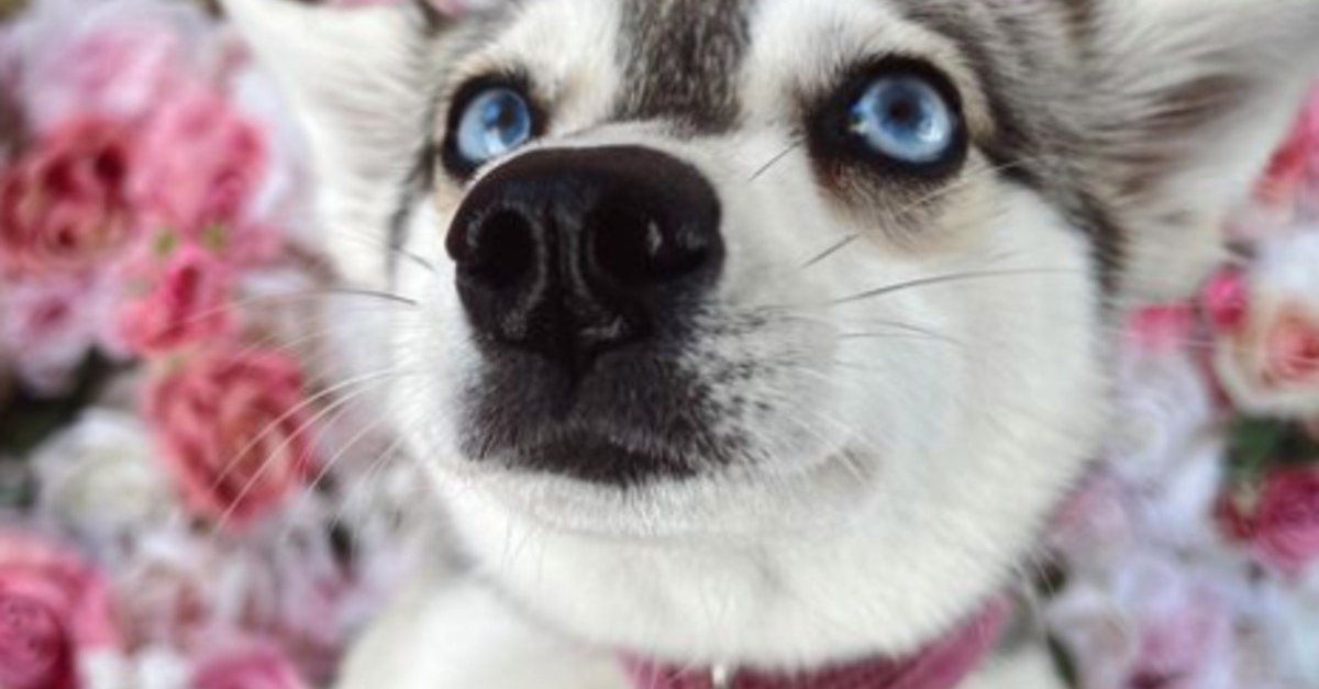 20 superbes photos d'Alaskan Klee Kai, race de chien qui mérite d'être ...