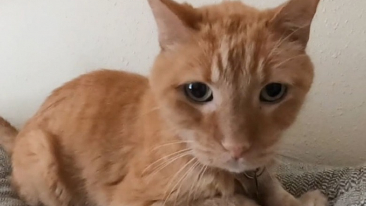 Ce chat de 19 ans est devenu la star d’une maison de retraite et ...