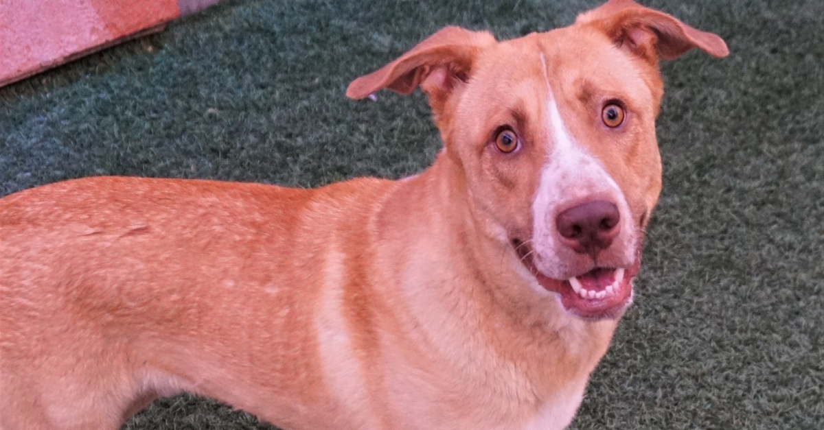 Des refuges donnent des noms originaux à leurs chiens pour les aider à ...