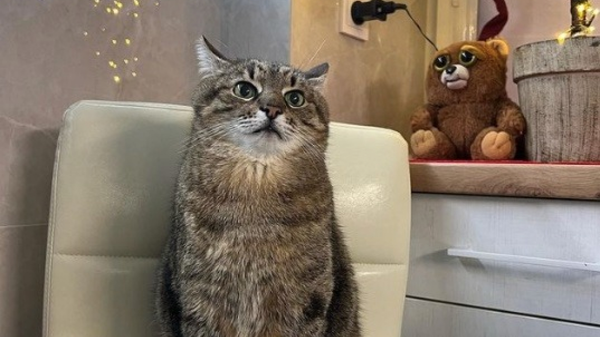 Stepan, la star des chats ukrainiens, a fui son pays en guerre et ...