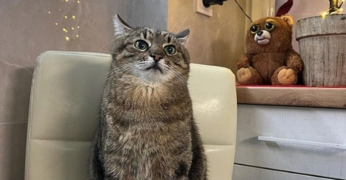 Stepan, la star des chats ukrainiens, a fui son pays en guerre et ...