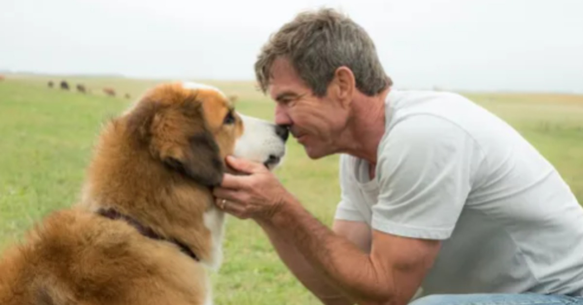 10 films de chiens dont le récit est bouleversant