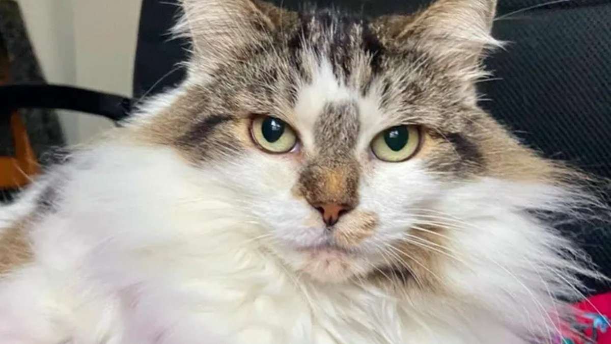 Une chatte maigre et très méfiante surprend ses bienfaiteurs avec sa ...