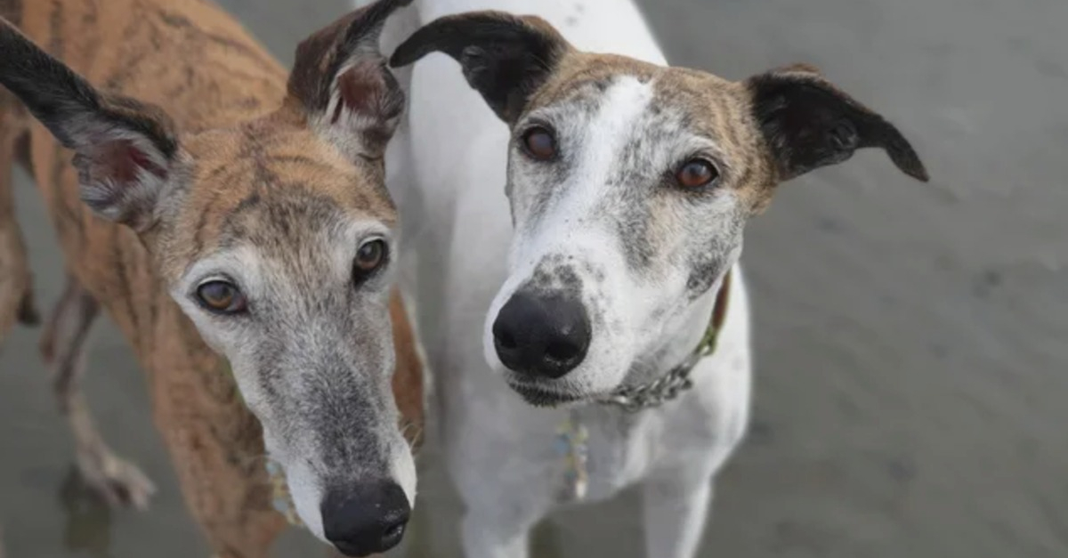 20 photos pour mieux connaître le Lévrier Espagnol, chien aussi doux ...