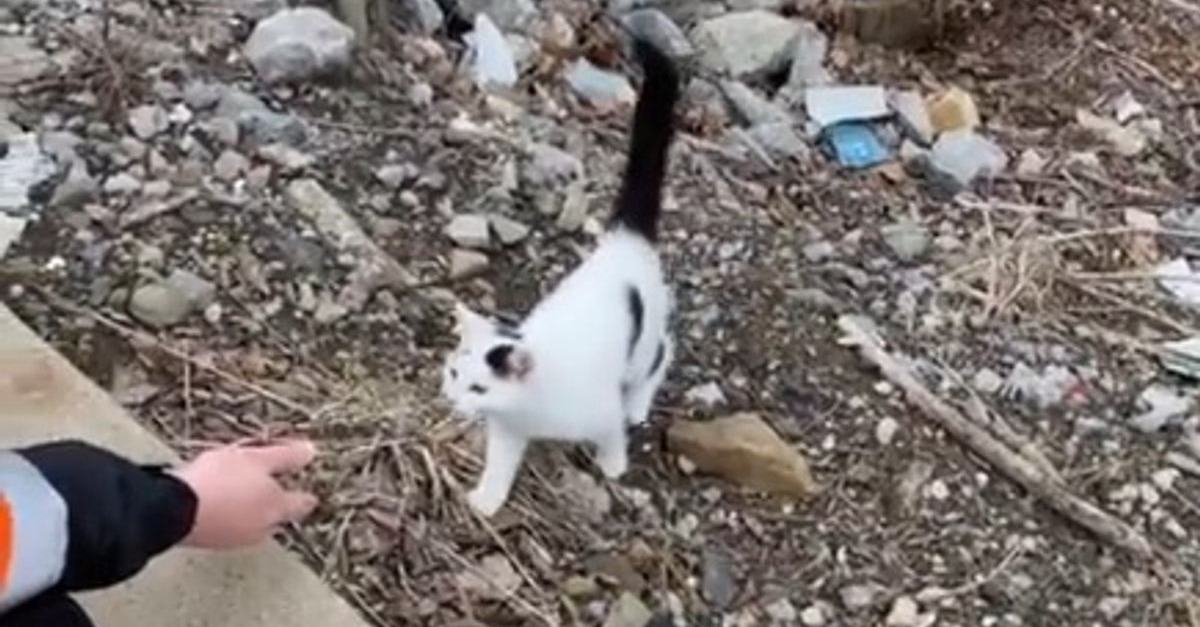 Une jeune chatte errante vient chercher de l’aide auprès d’employés d’une société de bus