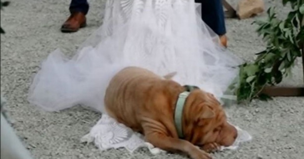 Un chien devient la star du mariage de ses propriétaires en s ...