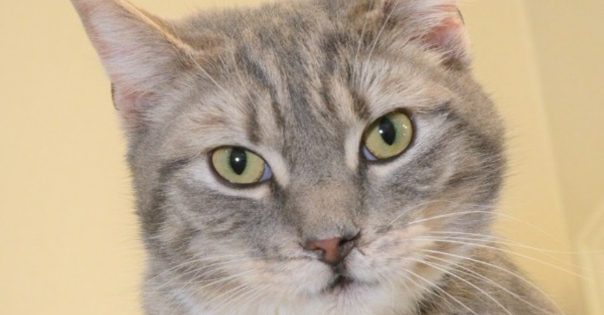 Lucky, le chat maltraité et abandonné, cherche une nouvelle famille ...