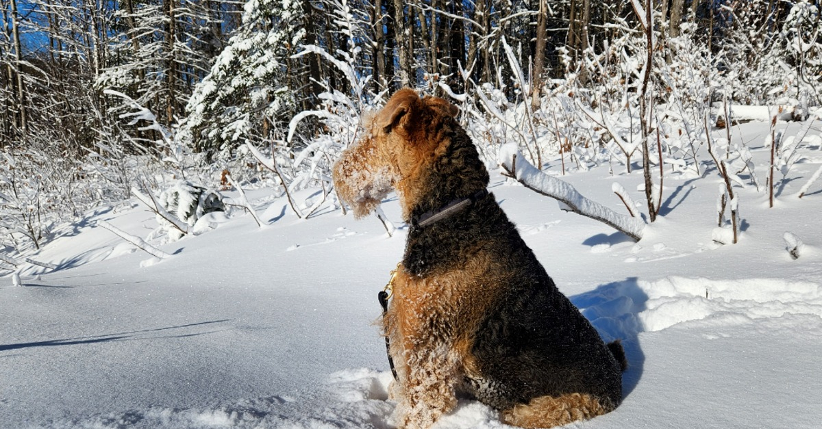 20 photos montrant pourquoi l'Airedale est le "Roi des Terriers"