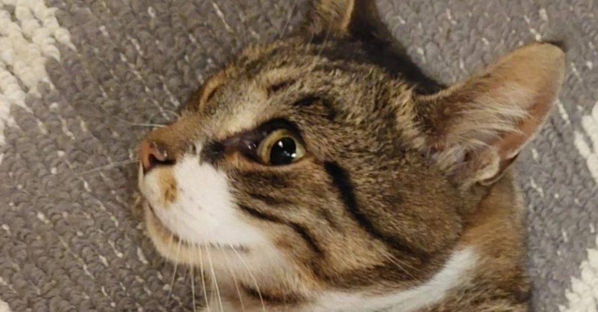 En s’approchant de 2 jeunes gens dans un parc, un chat renoue avec la ...