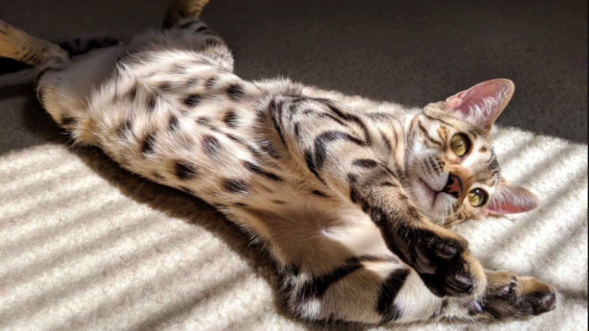 18 photos de chats qui exposent leur ventre pour de longues séances de ...